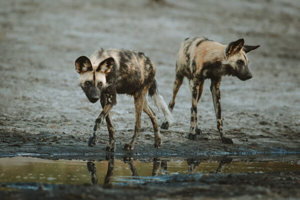 The African Wild Dog: Conservation and Behavior Insights